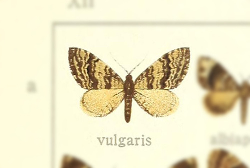 Xanthorhoe vulgaris · iNaturalist United Kingdom