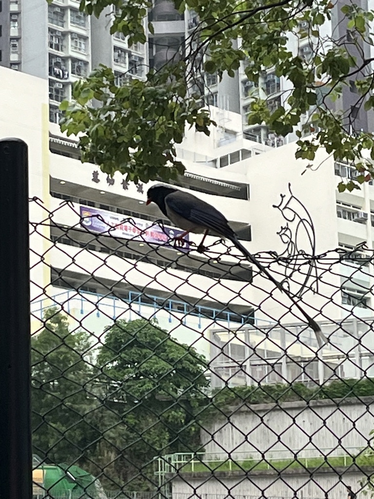 Red-billed Blue-Magpie from On Chit Street, Kwai Chung, New Territories ...