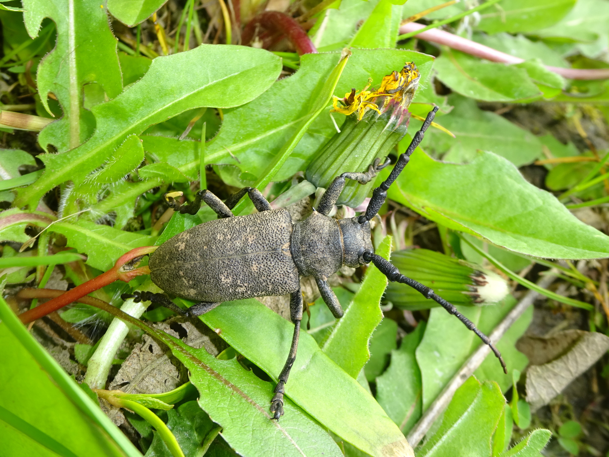 Lamia textor (Linnaeus, 1758)