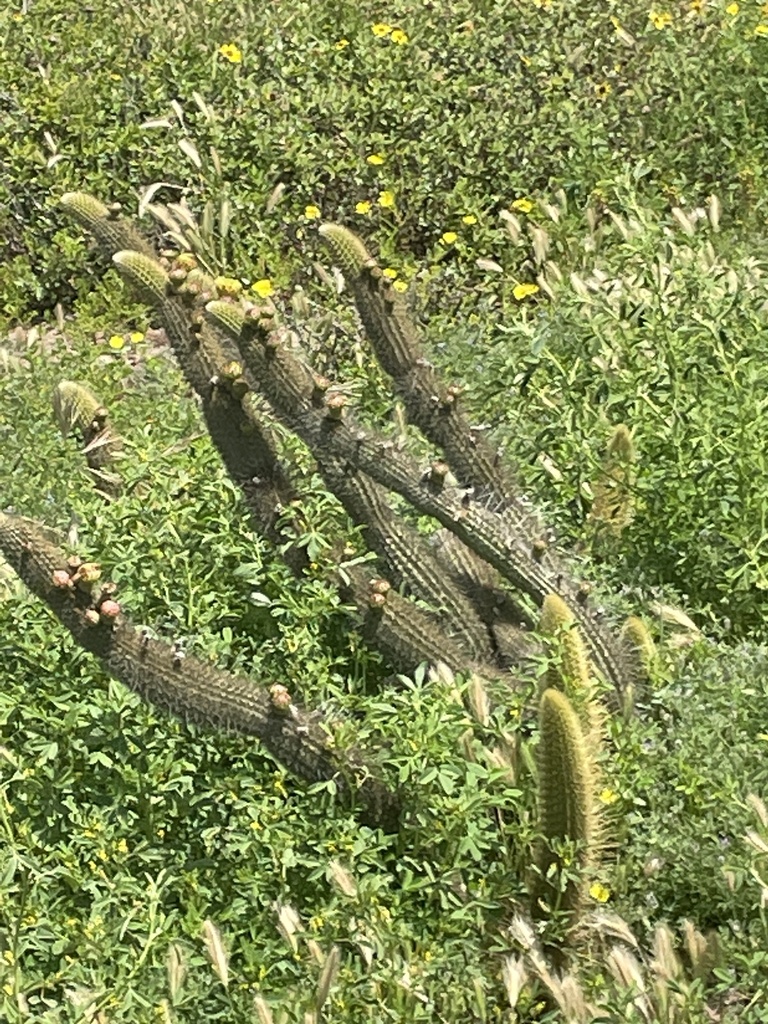 Golden-spined Cereus in April 2023 by laurelgrace20 · iNaturalist