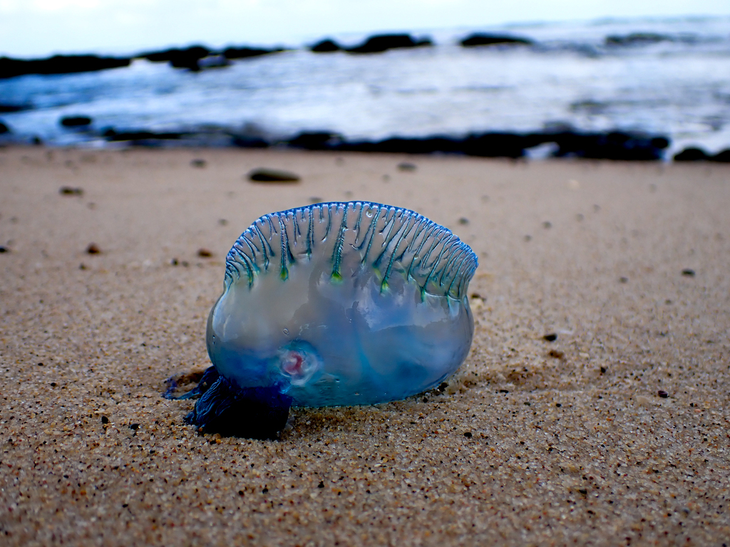 Portuguese Man o' War from Norah Head NSW, Australia on April 24, 2023 ...