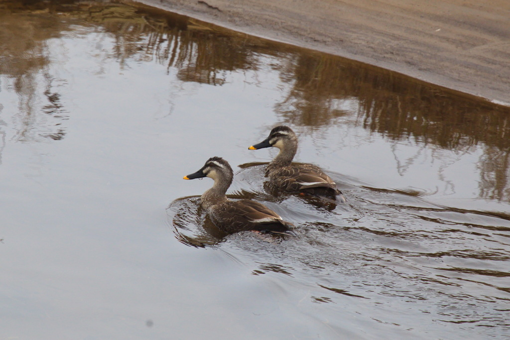 Eastern Spot-billed Duck from Kuril'skiy rayon, Sakhalin, Russia on ...