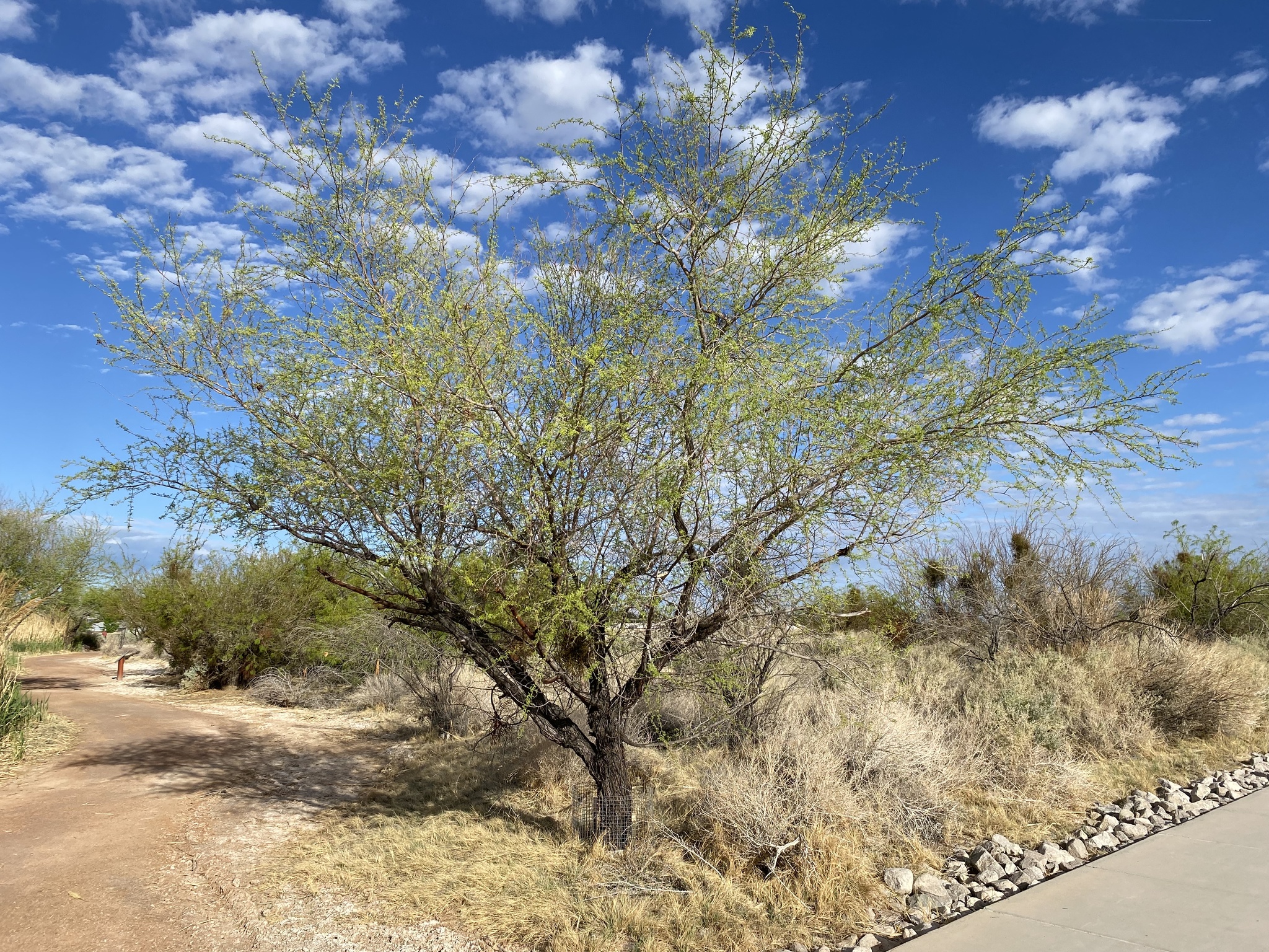 Prosopis pubescens Benth.