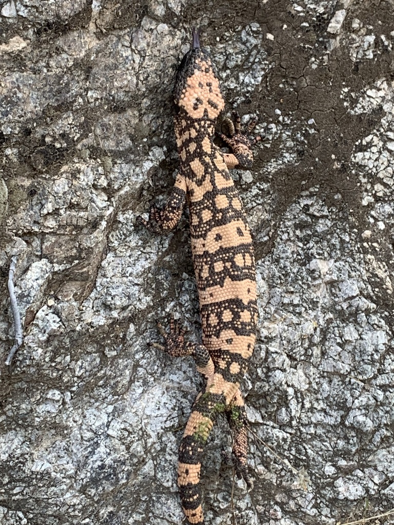 Banded Gila Monster in April 2023 by Eric Hough · iNaturalist