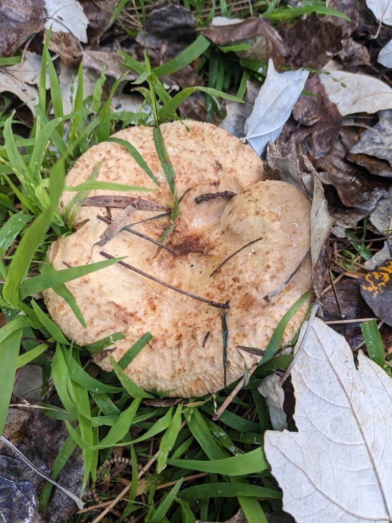 Downy milk cap from Richardson Crescent, Marrickville NSW 2204 ...