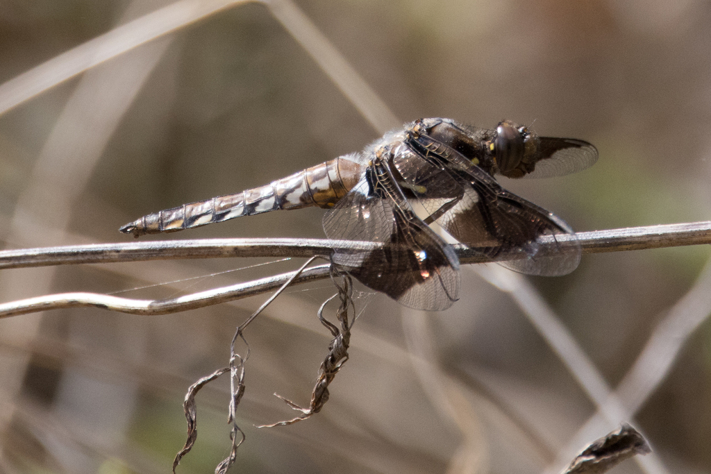 Common Whitetail from Adams County, OH, USA on April 20, 2023 at 09:53 ...
