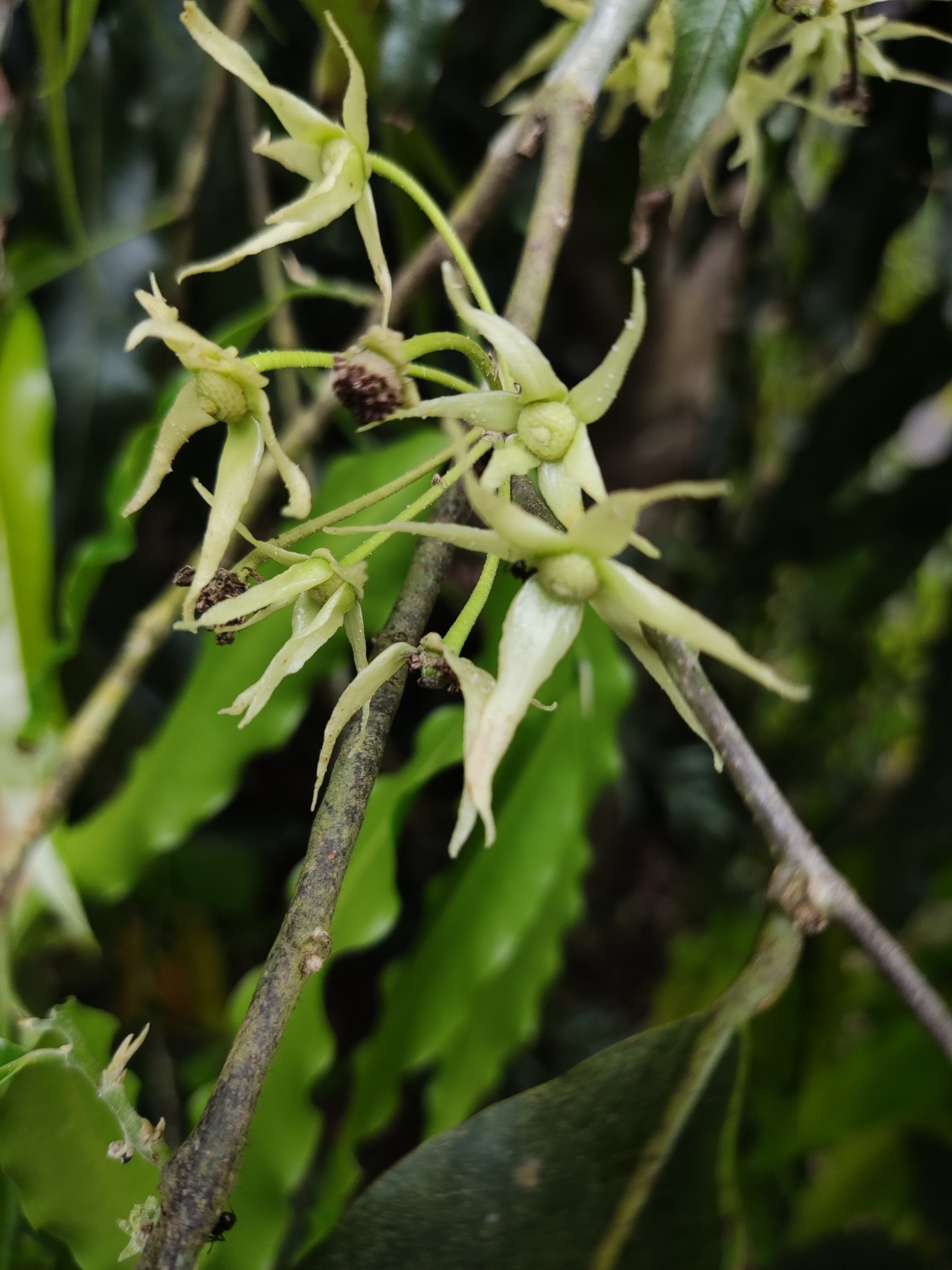 Polyalthia longifolia (Sonn.) Thwaites