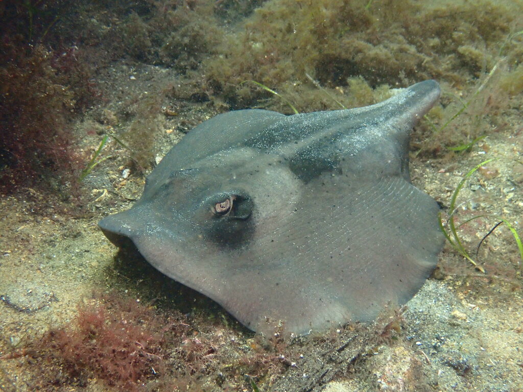 Striped Stingaree from Busselton Jetty, WA, Australia on March 30, 2023 ...