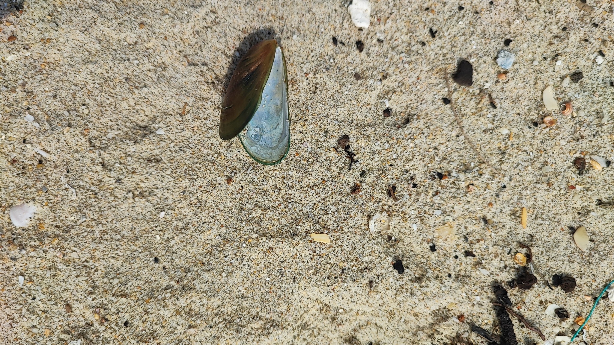 Perna viridis (Linnaeus, 1758)