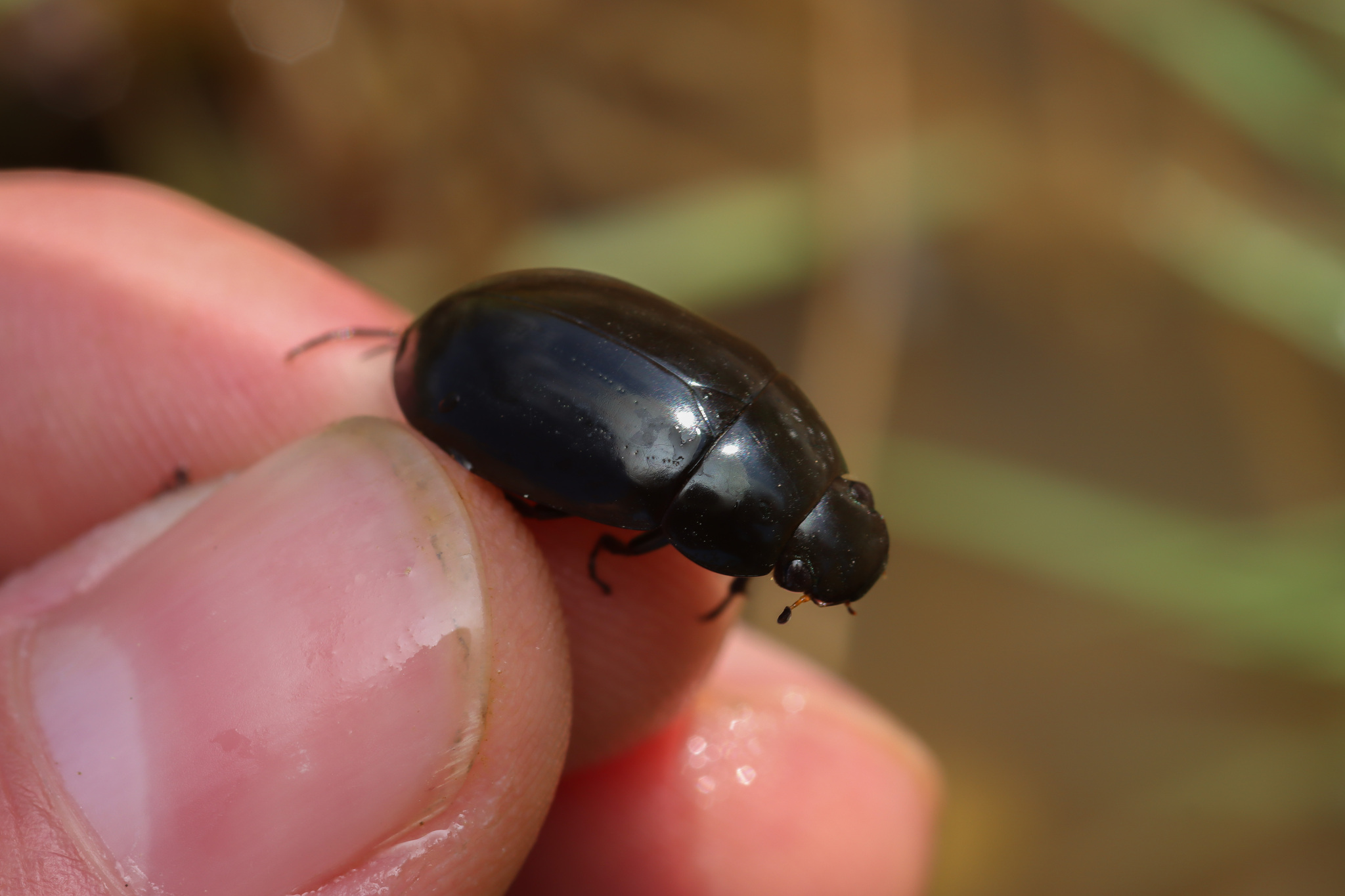 Hydrochara caraboides (Linnaeus, 1758)