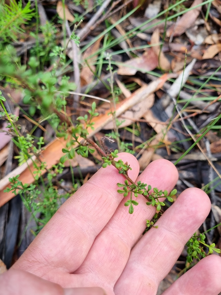 Star Xanthosia in April 2023 by rustling_leaves · iNaturalist