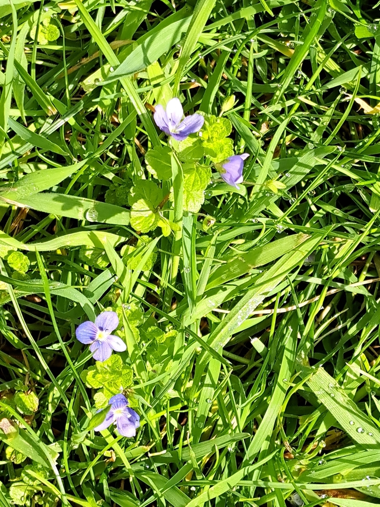 Slender speedwell from Bude EX23, UK on 24 April, 2023 at 10:30 AM by ...