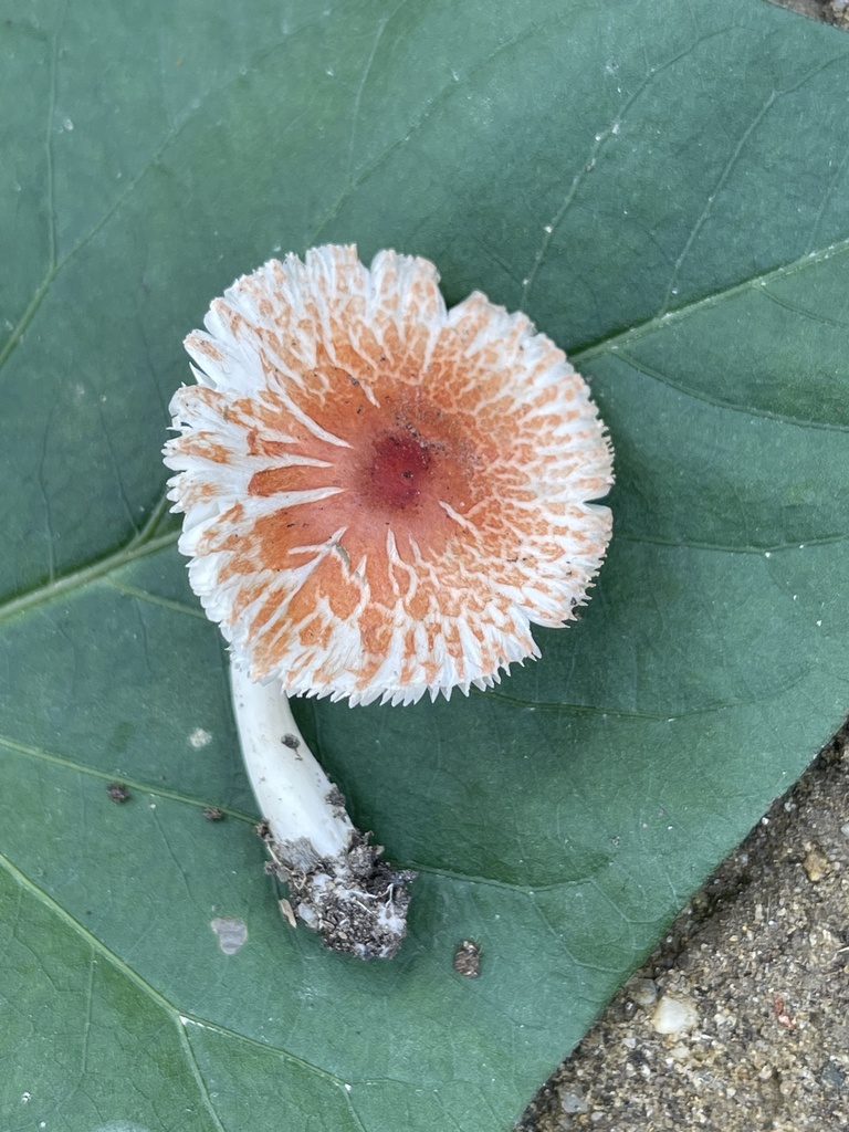 Leucoagaricus from Pathari, Pathari Shanishchare 56600, Nepal on April ...