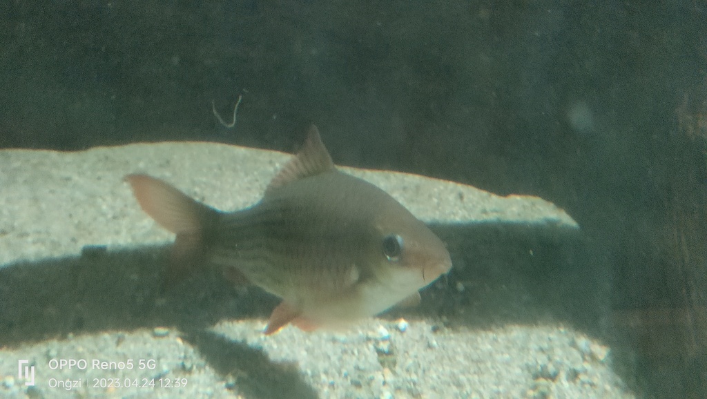 (Osteochilus harrisoni) - Marine Life Identification