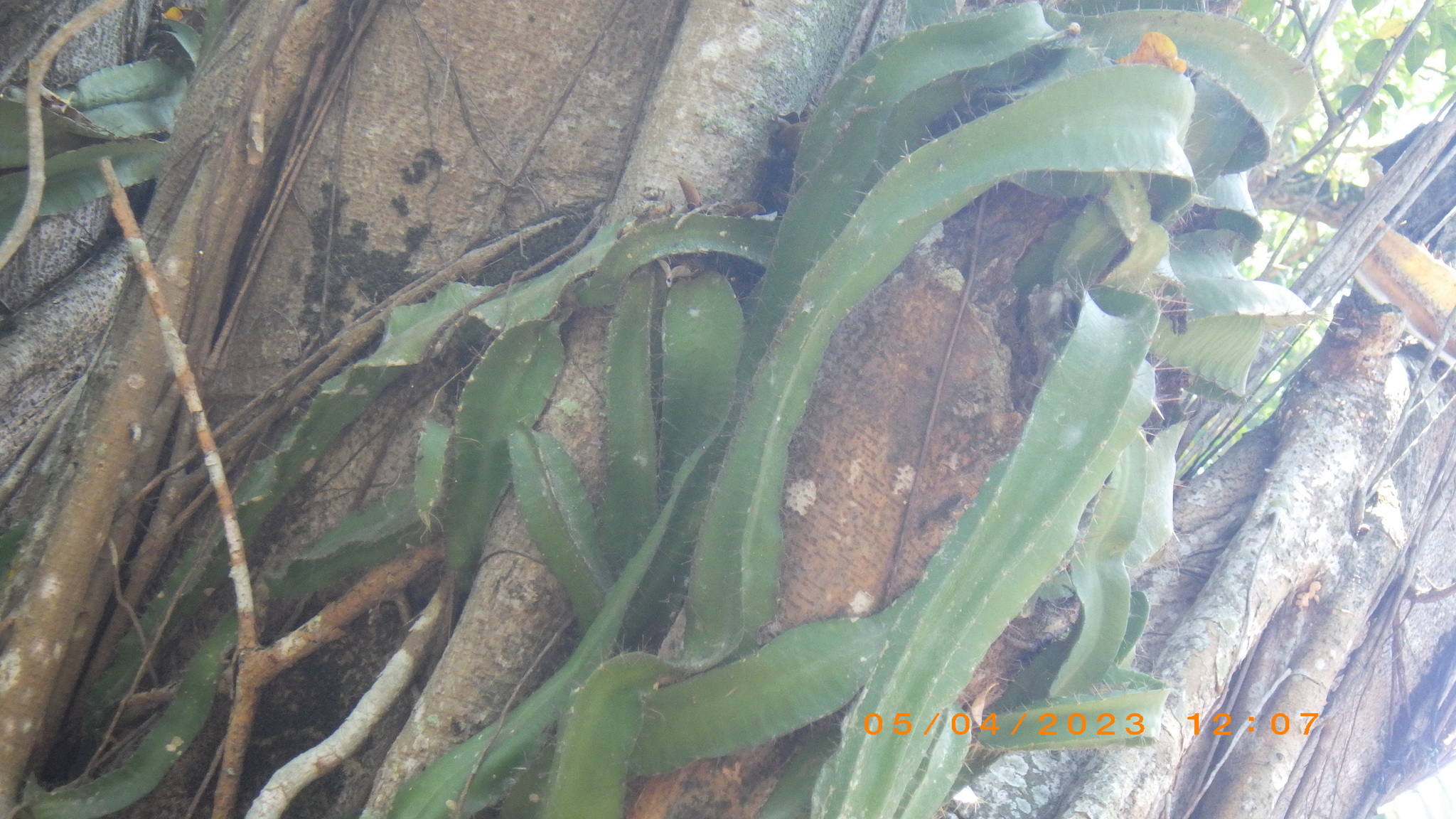 Deamia testudo (Karw.) Britton & Rose