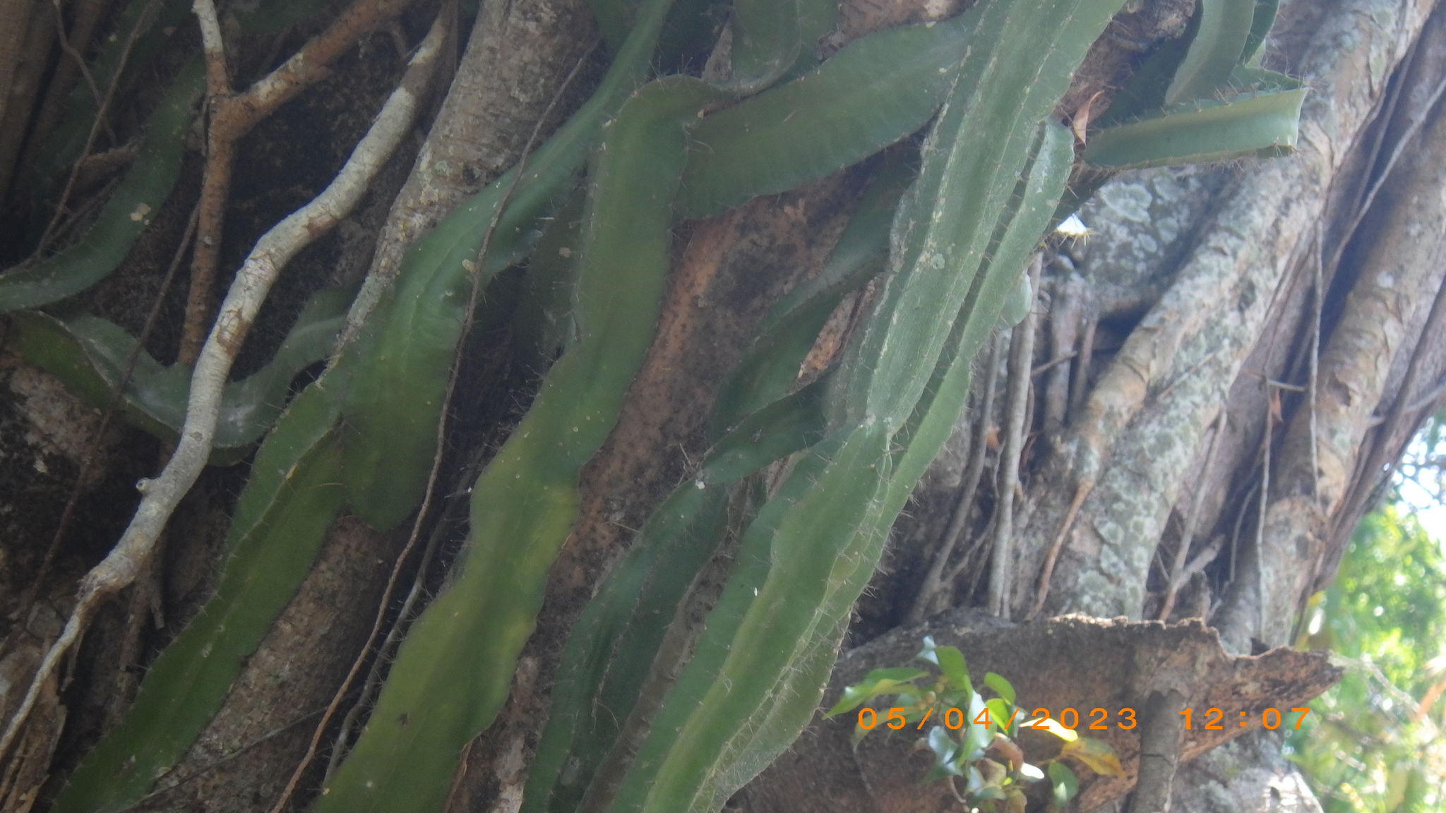 Deamia testudo (Karw.) Britton & Rose