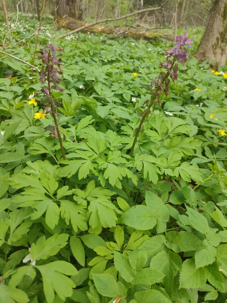 Hollowroot from Ms'tsislaw, BY-MA, BY on April 24, 2023 at 12:17 PM by ...