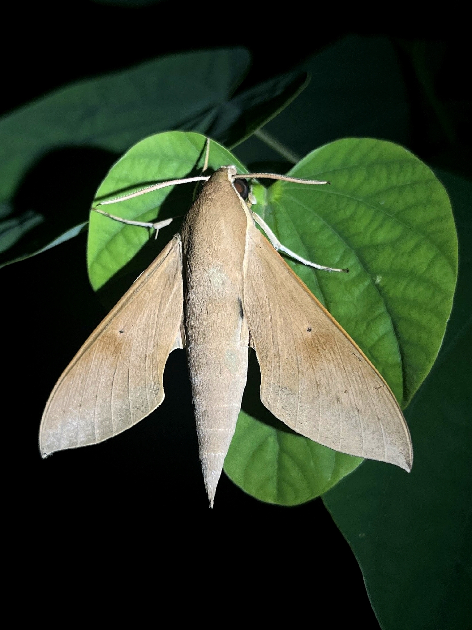 Theretra clotho Drury, 1773