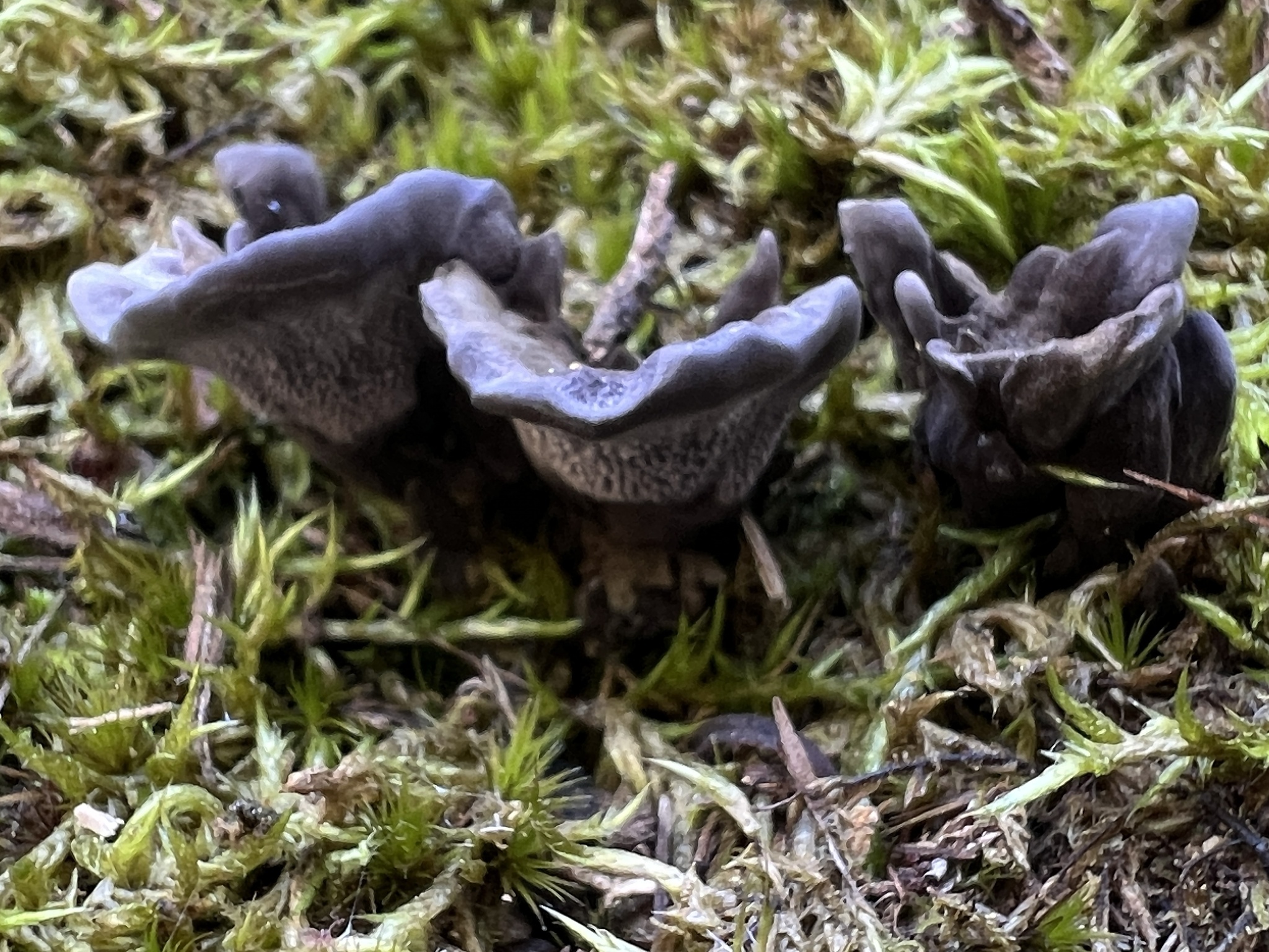 Phellodon niger - Schwarzer Duftstacheling
