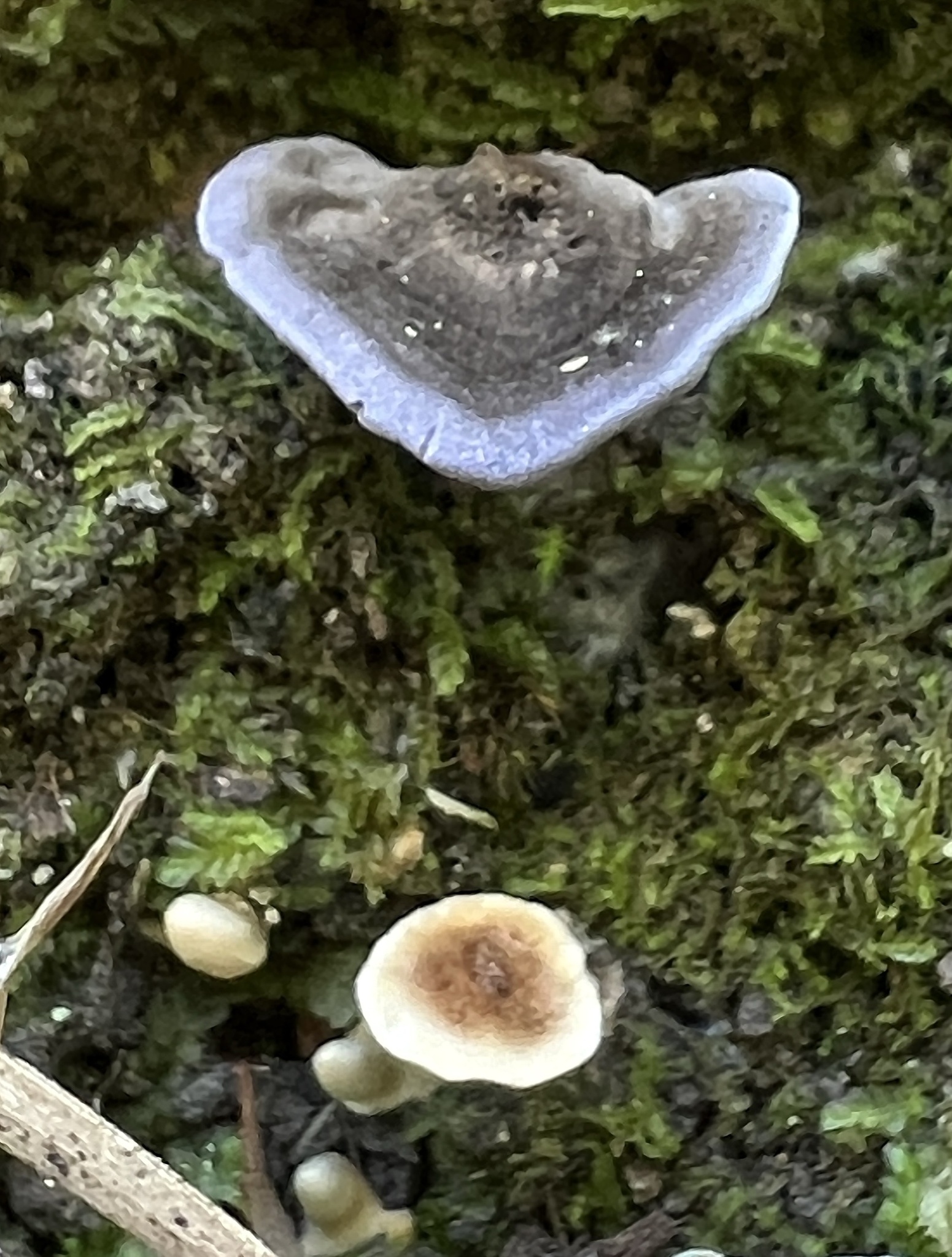 Phellodon niger - Schwarzer Duftstacheling