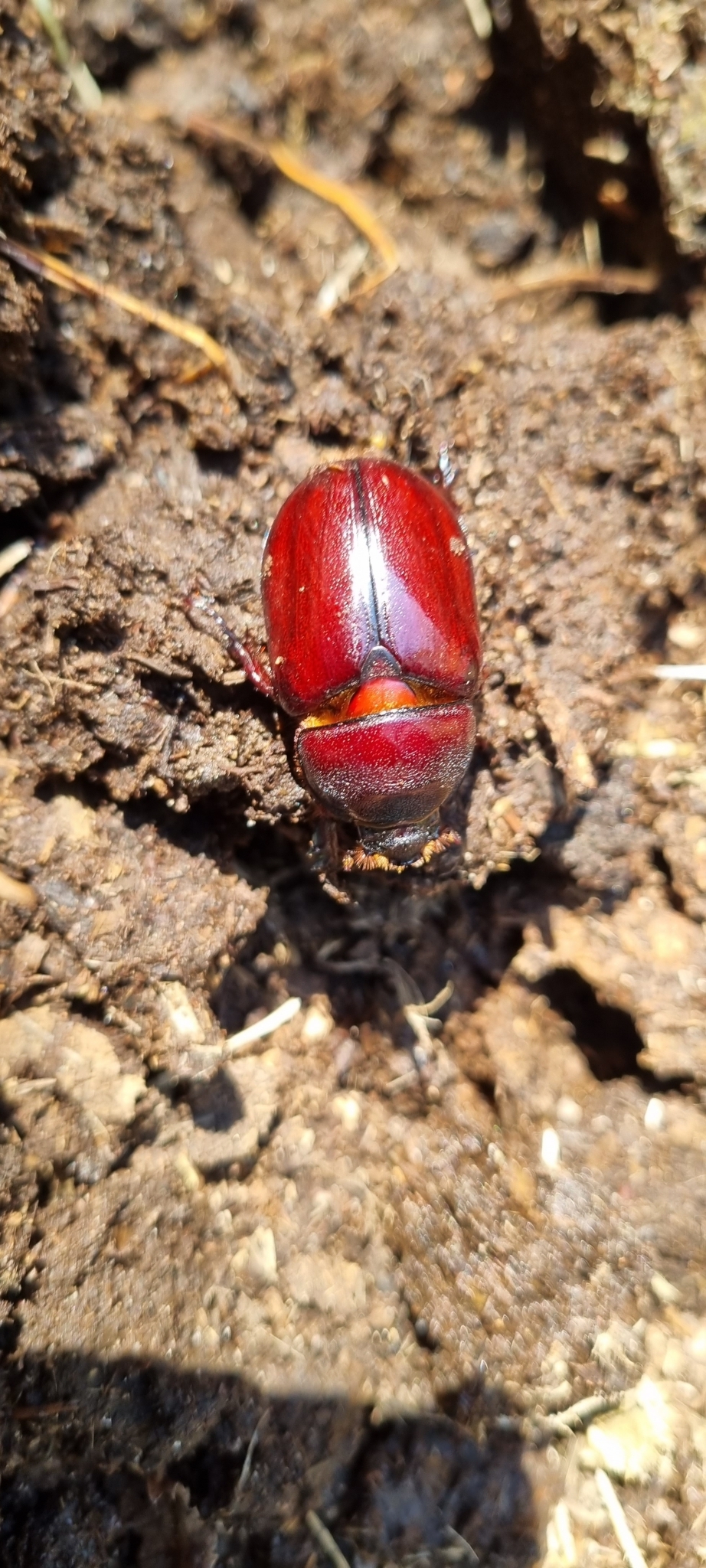 Oryctes nasicornis (Linnaeus, 1758)