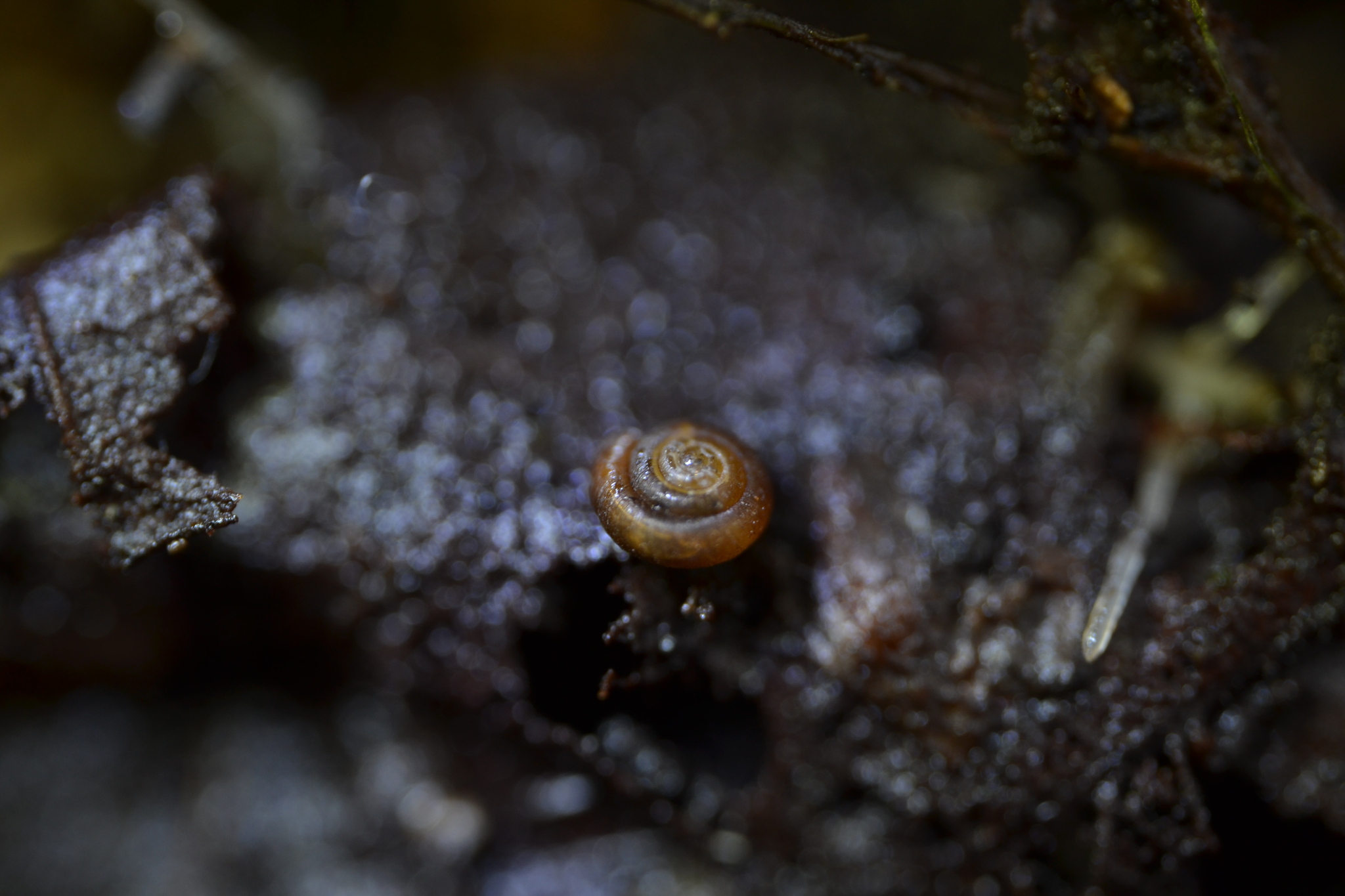 Punctum pygmaeum (Draparnaud, 1801)