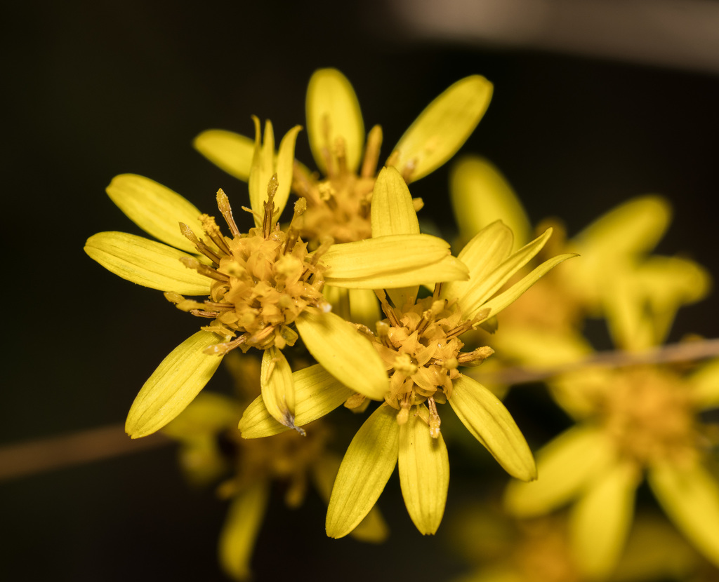 Solidago decurrens from Tai Mo Shan, Hong Kong on October 21, 2018 at ...