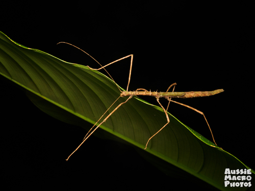 Galactea galacptera · iNaturalist