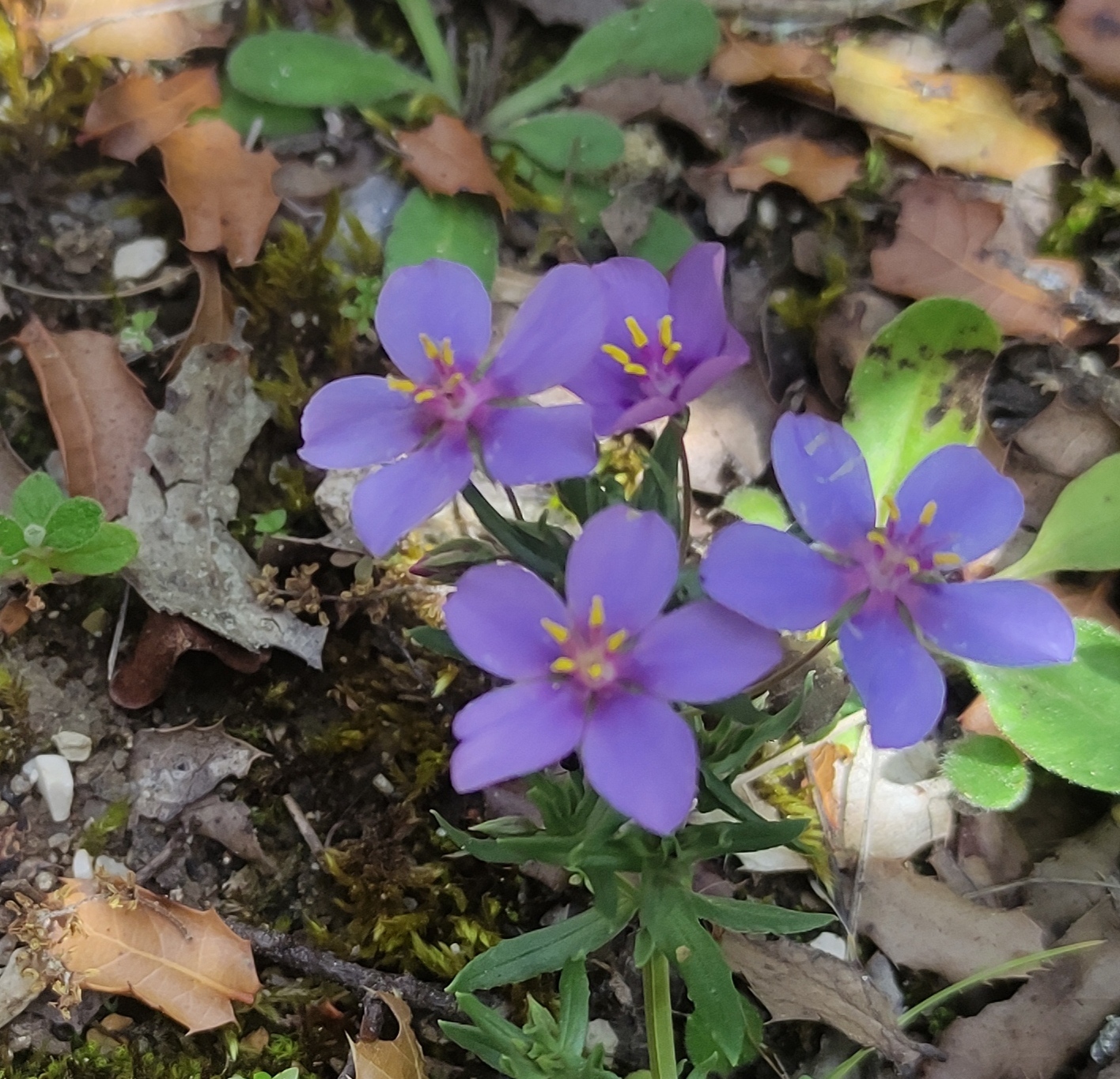 Lysimachia monelli (L.) U.Manns & Anderb.