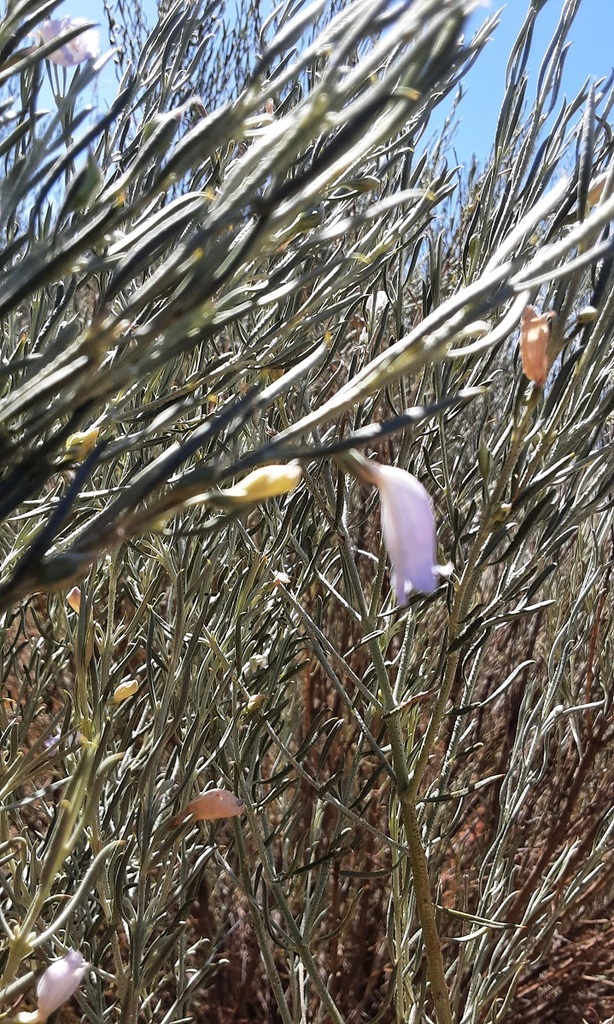 Broom Bush from Rufus NSW 2648, Australia on March 30, 2023 at 03:55 PM ...
