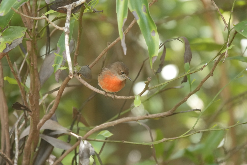 Norfolk Robin in March 2023 by Euan Moore · iNaturalist
