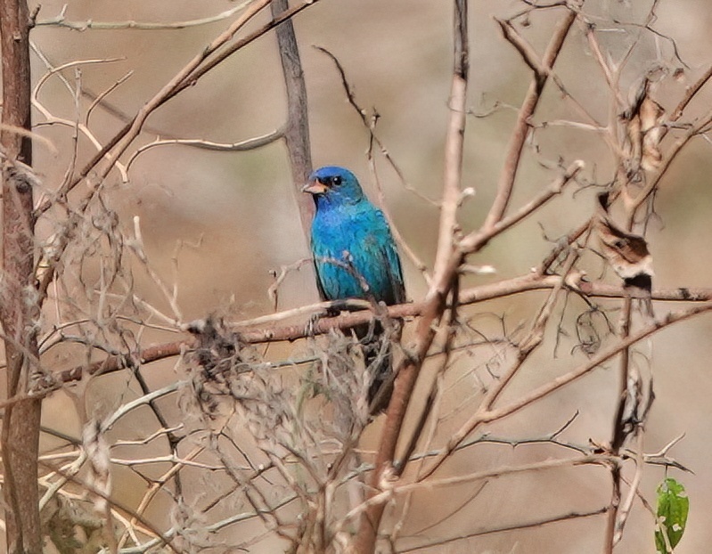 Indigo Bunting from Carbonera Muelle, Ciénaga, Magdalena, Colombia on ...