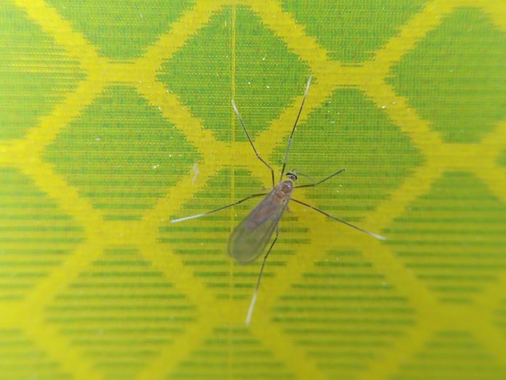 Gall and Forest Midges from 中国北京市海淀区 on April 22, 2023 at 04:29 PM by ...