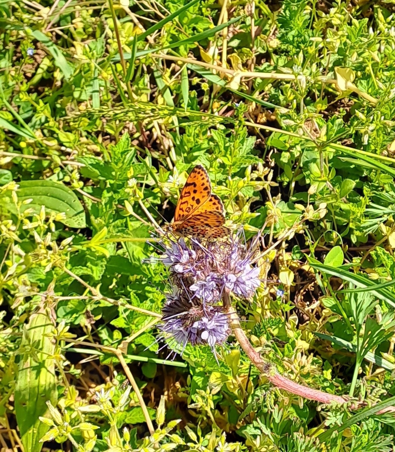 Melitaea didyma Esper, 1780
