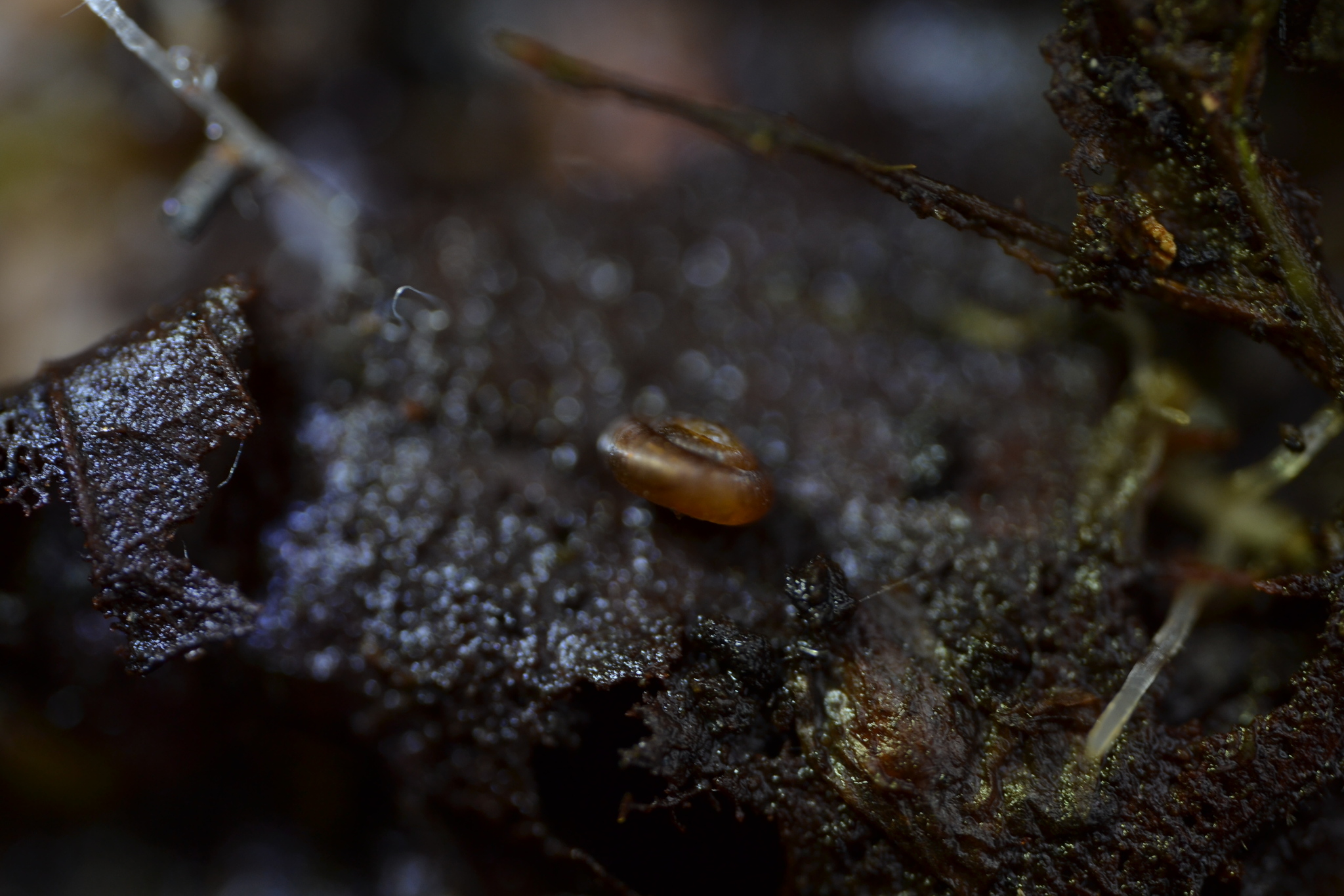 Punctum pygmaeum (Draparnaud, 1801)