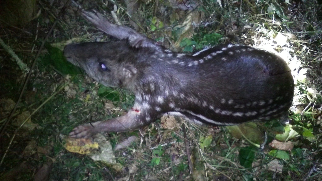 Spotted Paca from Orizatlán, Hgo., Mexico on February 11, 2017 by Mario ...