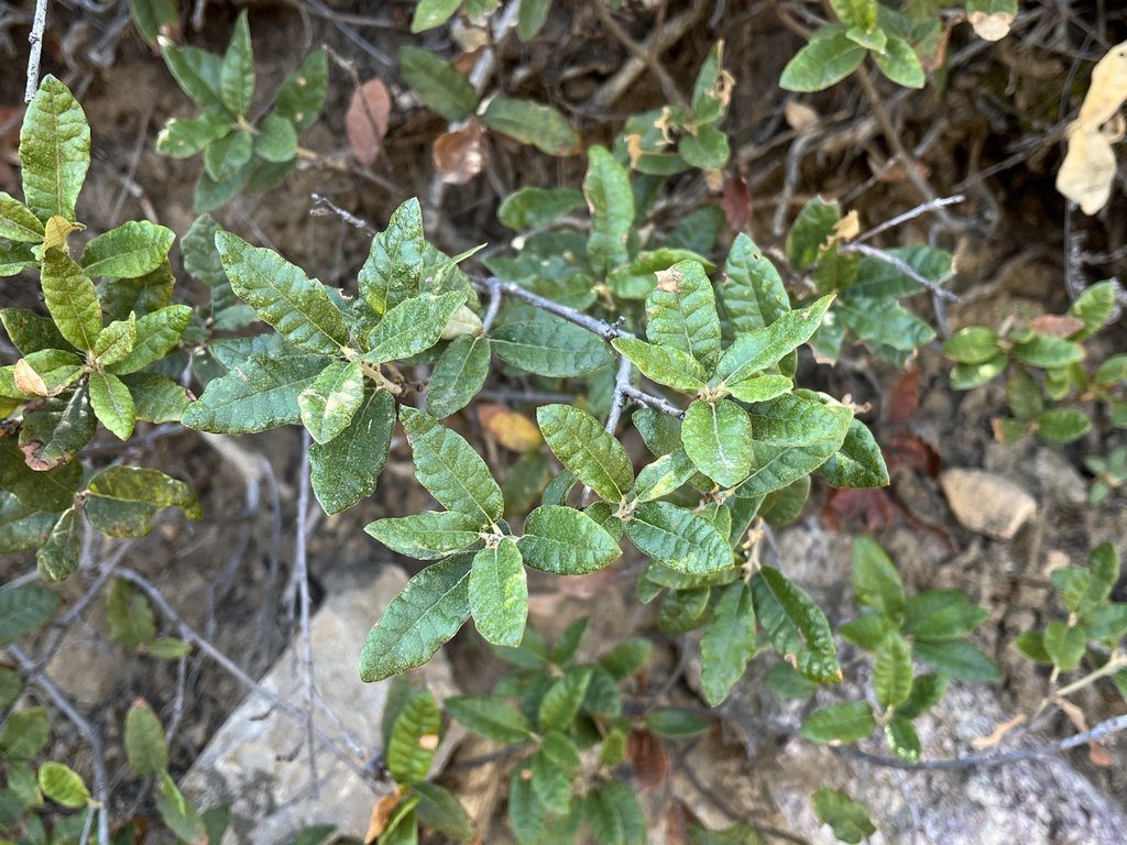 Coahuila Scrub Oak from Big Bend National Park, Alpine, TX, US on April ...
