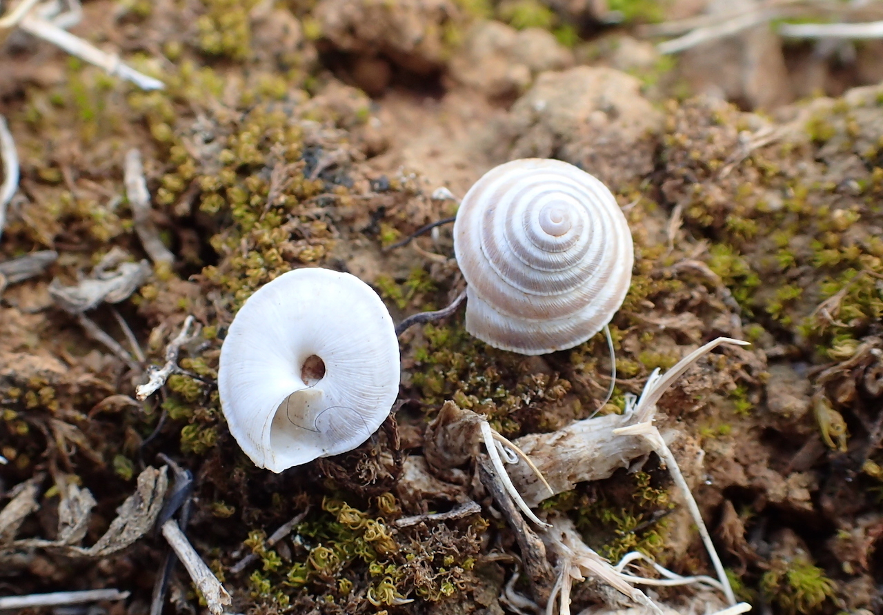 Trochoidea elegans (Gmelin, 1791)