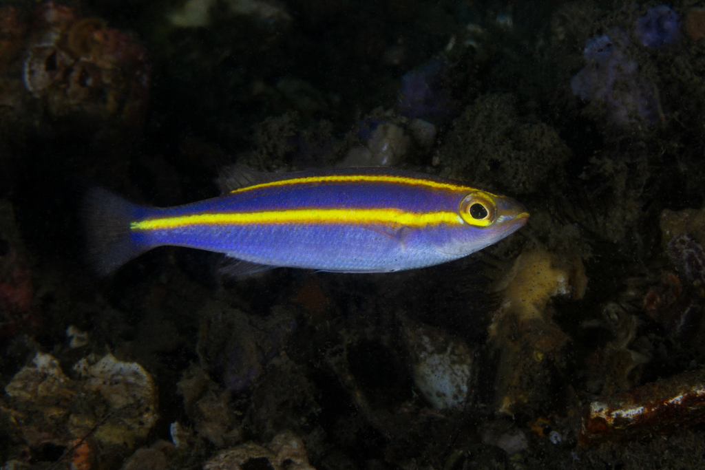 Paradise Threadfin Bream from Sydney NSW, Australia on April 24, 2023 ...