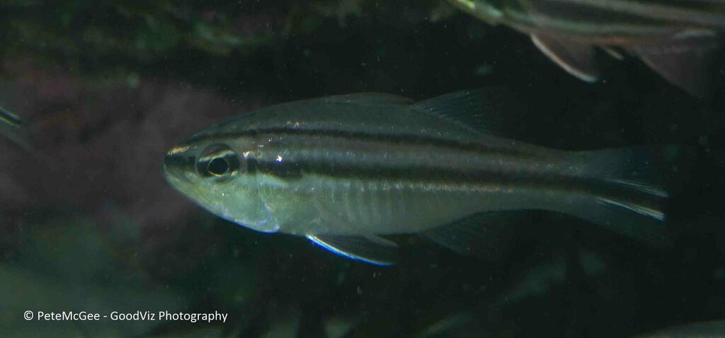Broad-banded Cardinalfish from Cabbage Tree Bay, Australia on April 24 ...