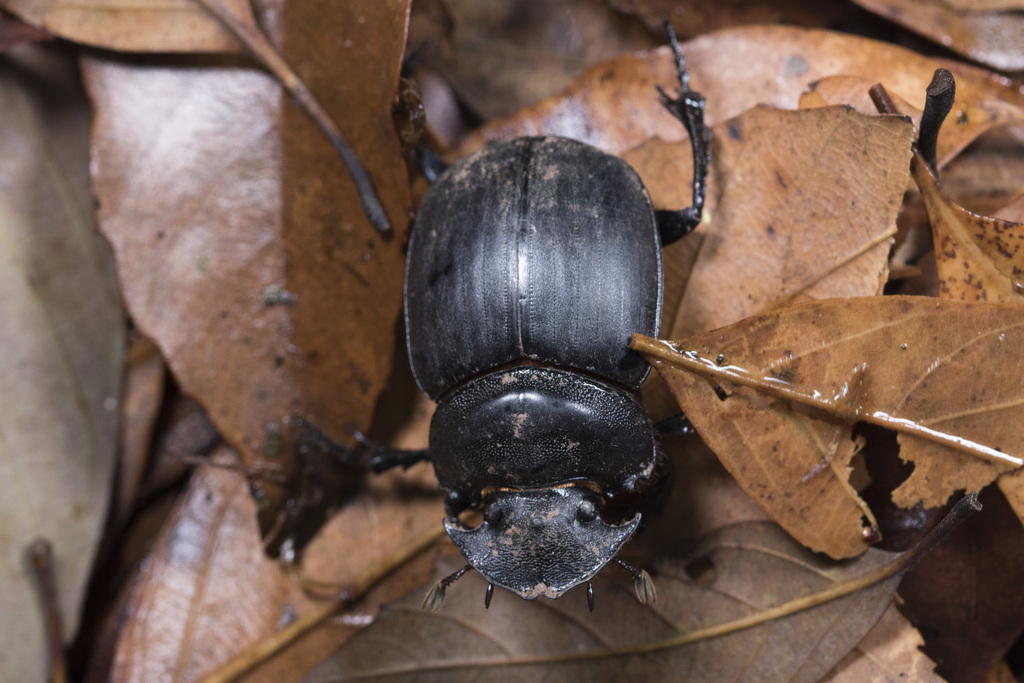 Synapsis davidis from 台灣南投縣奧萬大森林遊樂區 售票口 on April 22, 2023 at 10:44 PM ...