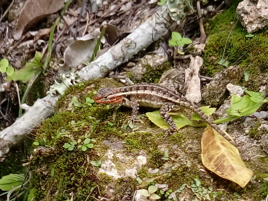 Rose-bellied Lizard from Tikal, Guatemala on July 13, 2017 by Mario ...