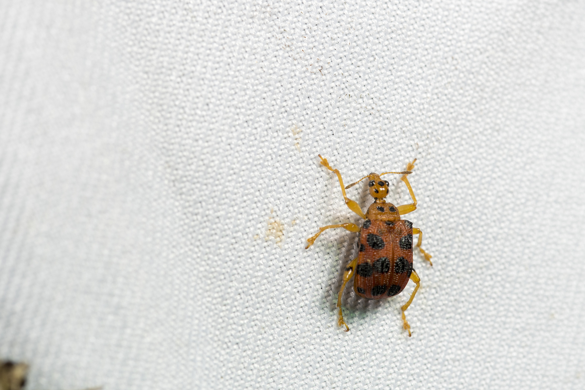 Agomadaranus pardaloides (Voss, 1924)