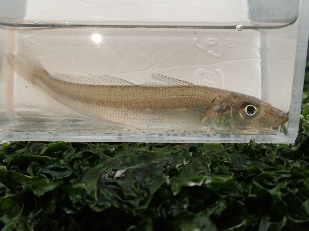 Japanese Whiting (Sillago japonica) - Marine Life Identification
