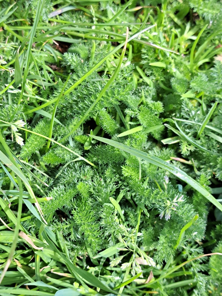 common yarrow from Bude EX23 8LD, UK on April 24, 2023 at 02:00 PM by ...