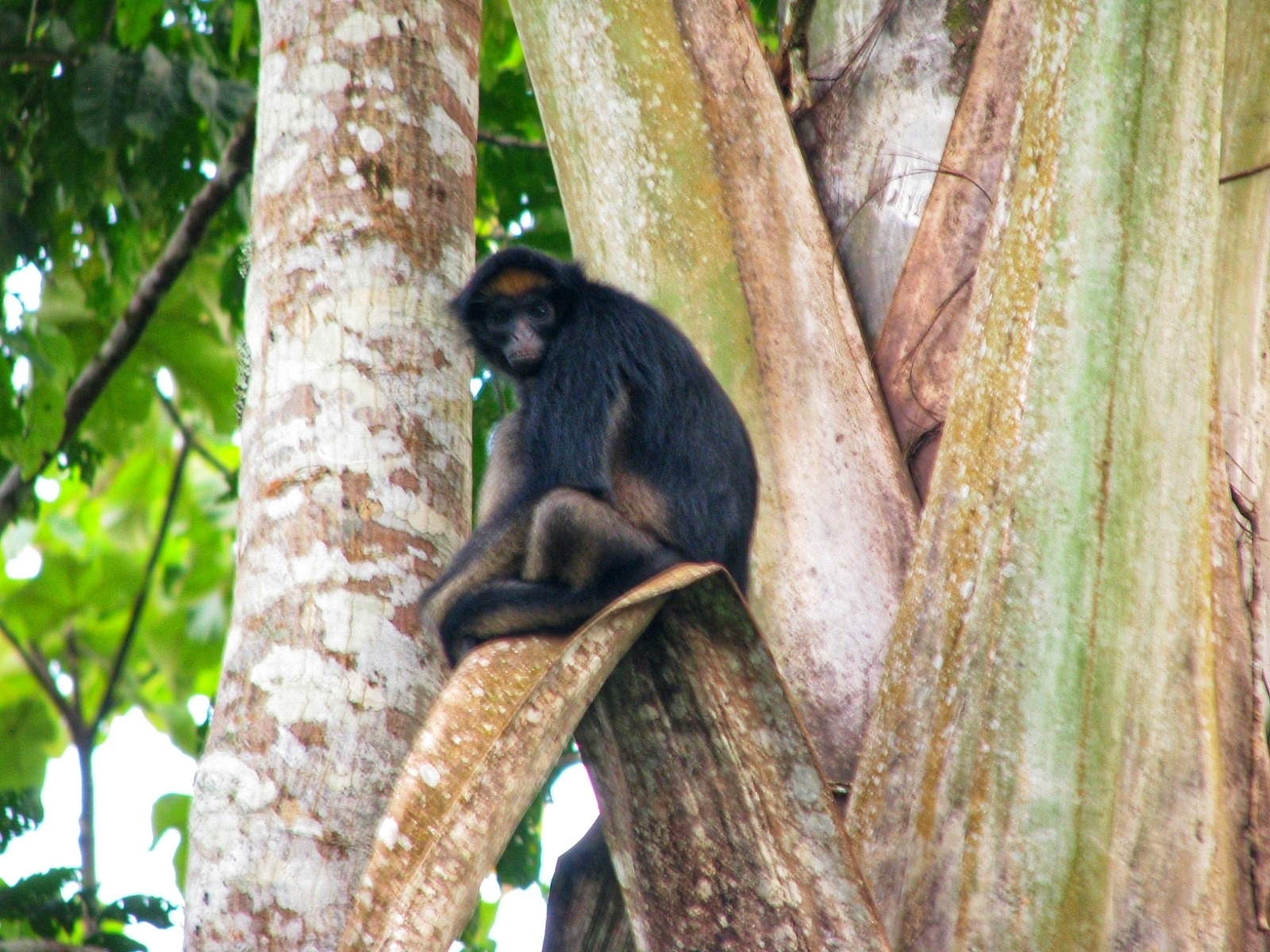 Ateles belzebuth É.Geoffroy Saint-Hilaire, 1806