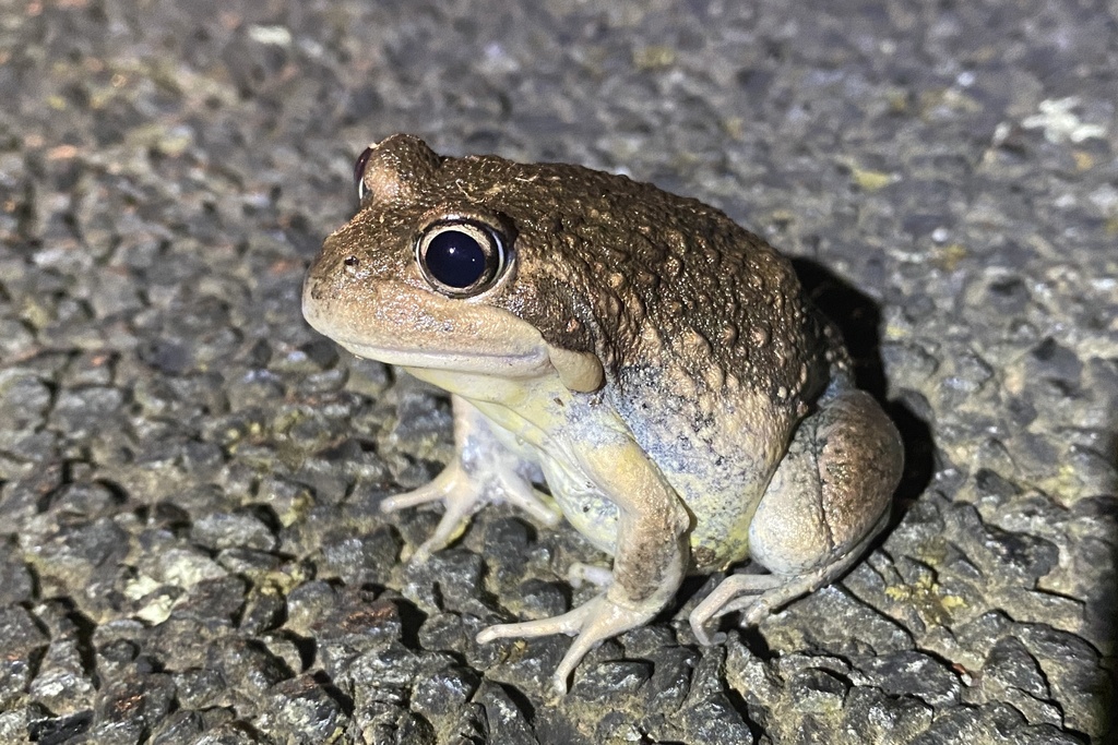 Eastern Banjo Frog from Brislane Rd, Murgheboluc, VIC, AU on April 24 ...