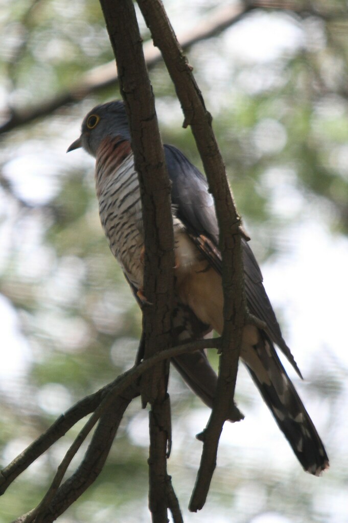 Red-chested Cuckoo from Rietvallei 377-Jr, Pretoria, 0181, South Africa ...