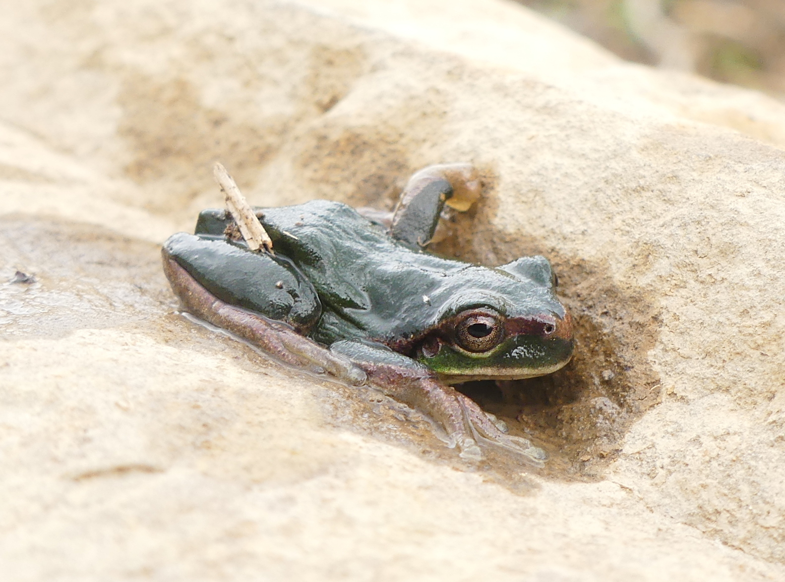 Hyla annectans (Jerdon, 1870)