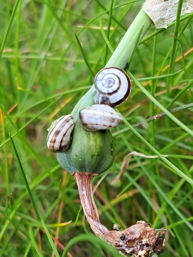 Vineyard Snail from Bude UK on 24 April, 2023 at 02:27 PM by Hilary J ...